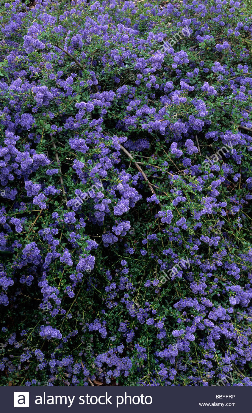 California Lilac Ceanothus Stock Photos & California Lilac Ceanothus ...