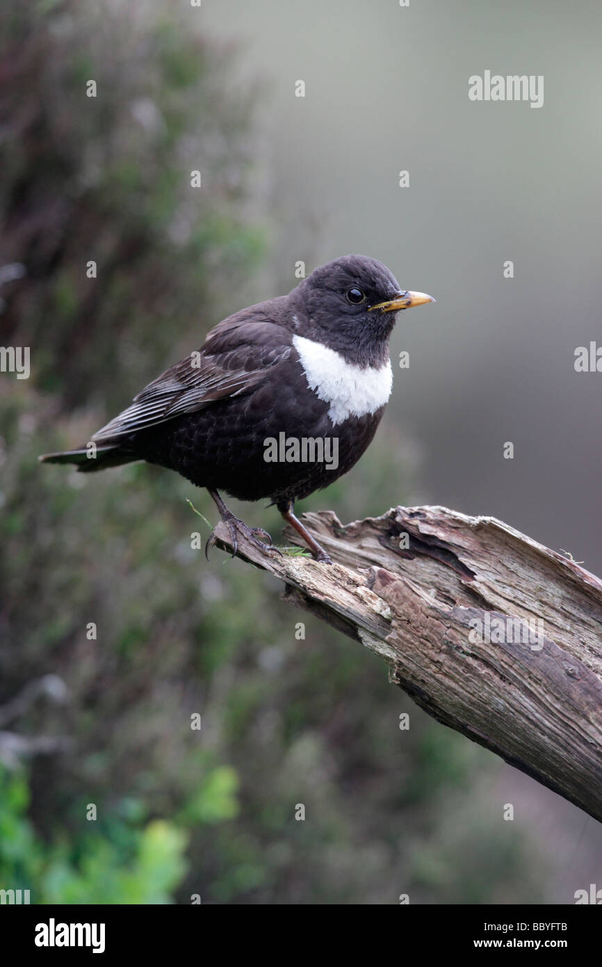 Ring ouzel Turdus torquatus male North Yorkshire spring Stock Photo - Alamy