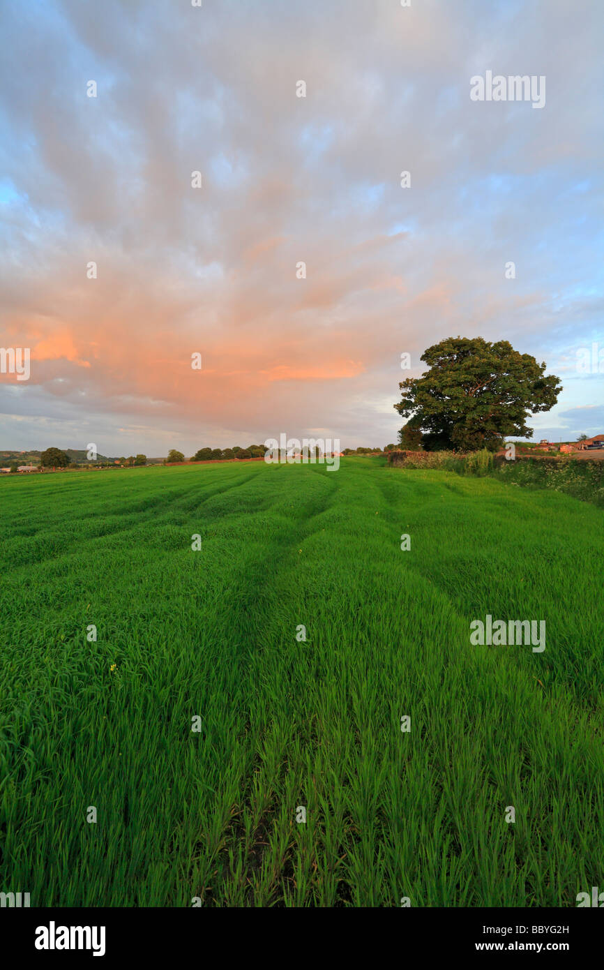 Evening light over Oldfield, Honley, Holmfirth, West Yorkshire, England ...