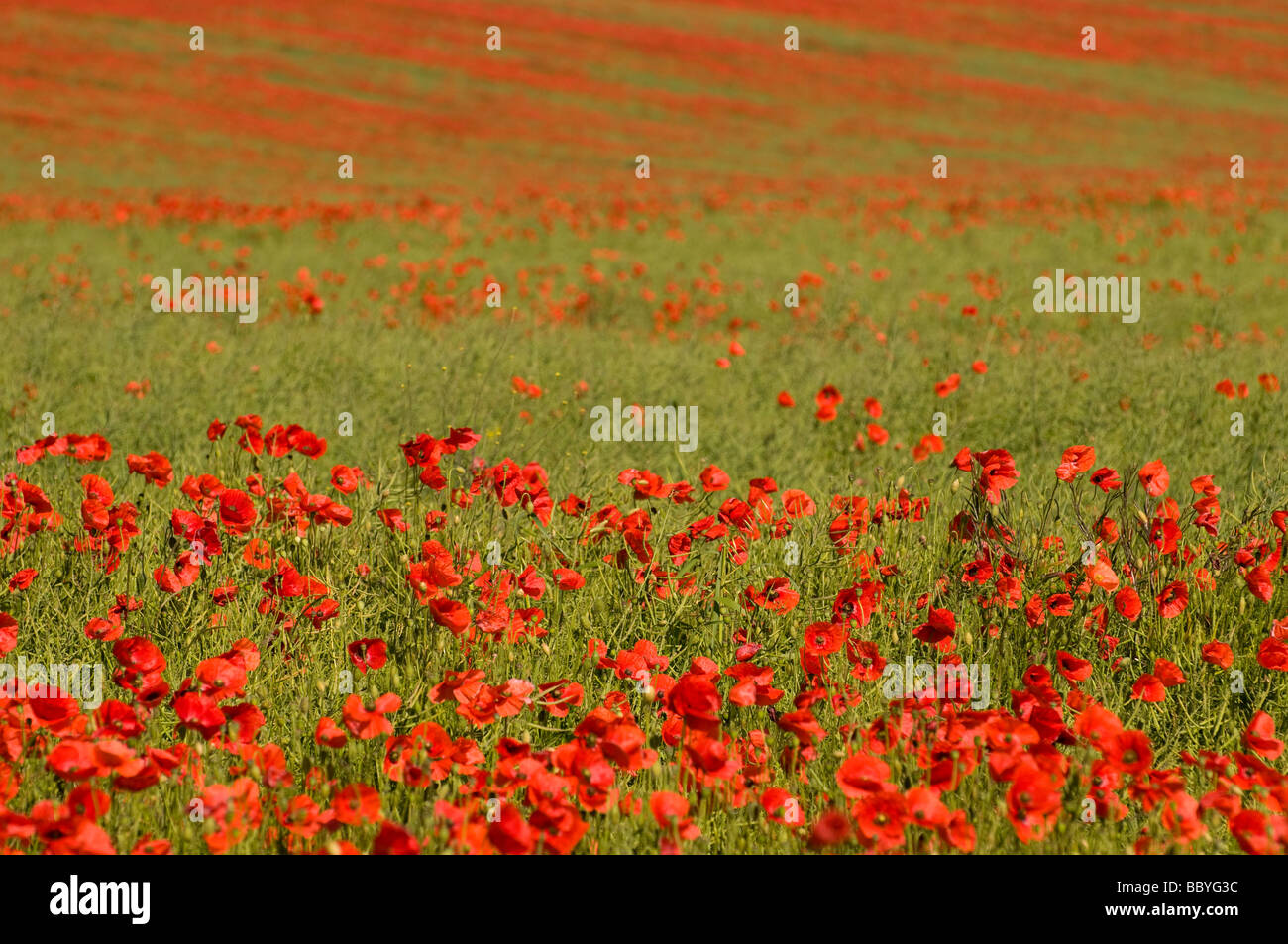 A poppy field Stock Photo - Alamy