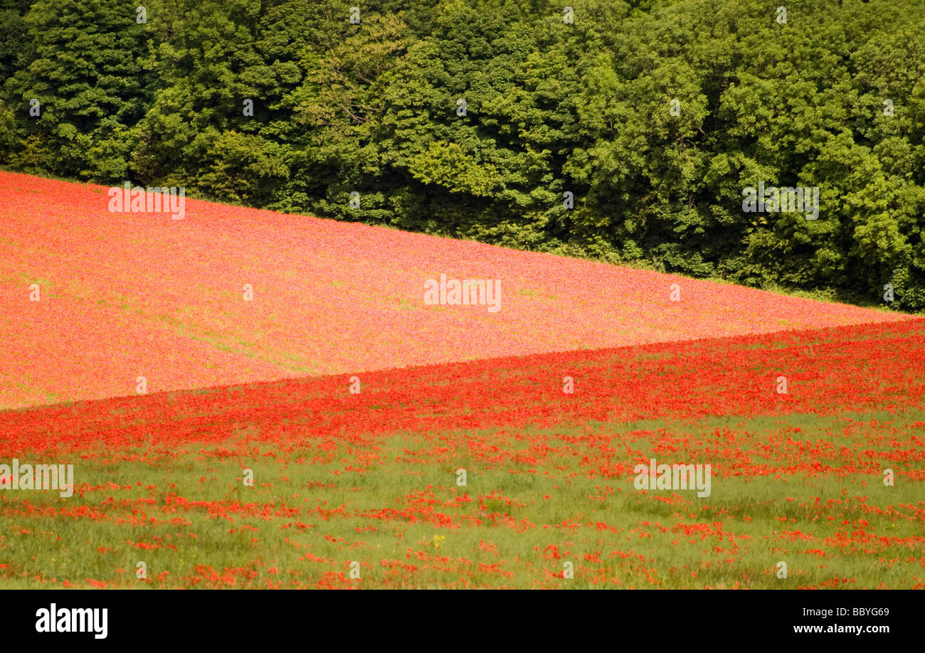 An abstract photo of poppy fields Stock Photo - Alamy