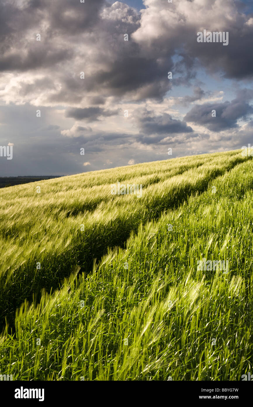 Field of barley Stock Photo - Alamy