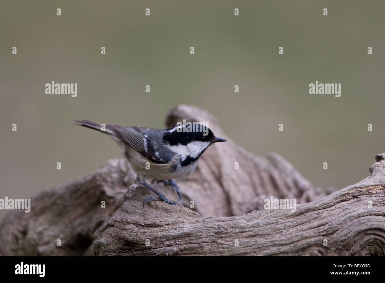 Coal TIt on tree stump Stock Photo - Alamy