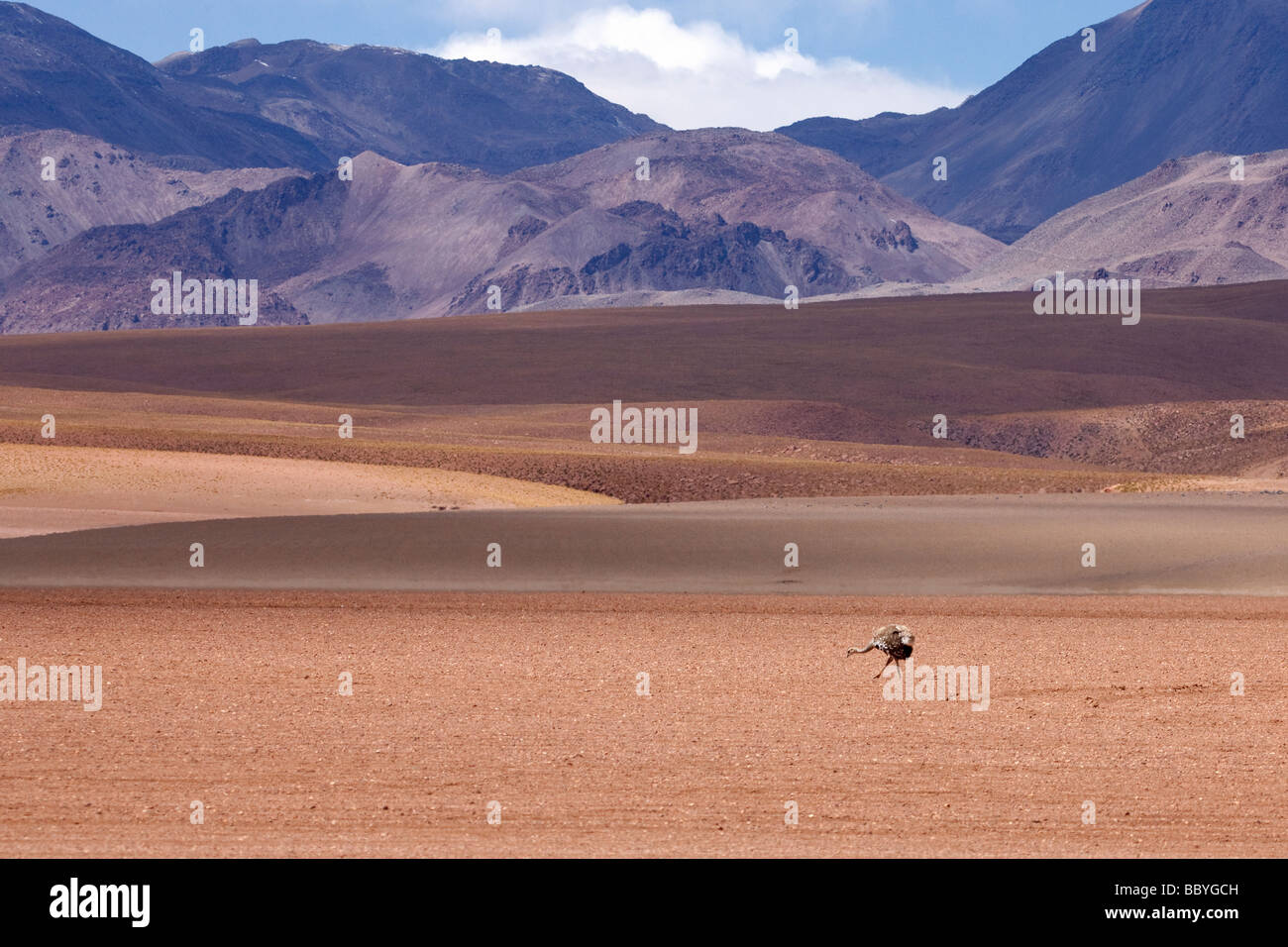 Rhea in the Mountains of the Atacama Desert, Chile Stock Photo - Alamy