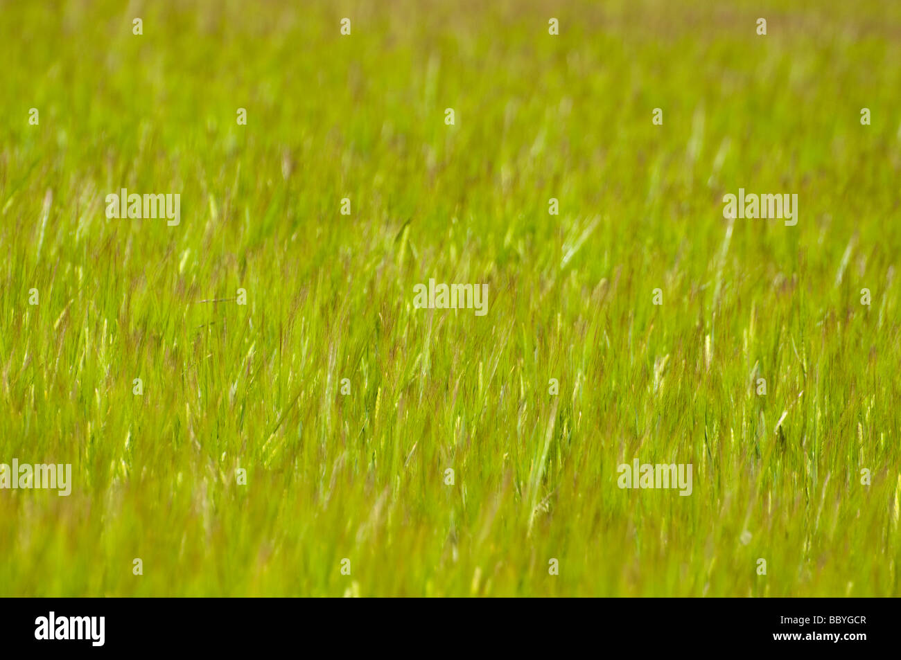 Photograph of a field hi-res stock photography and images - Alamy