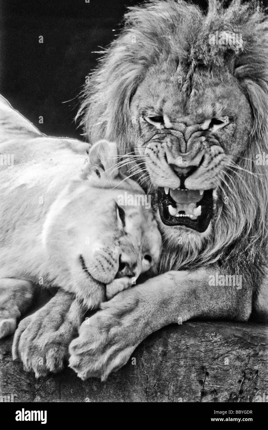 Male And Female Lion Pictures