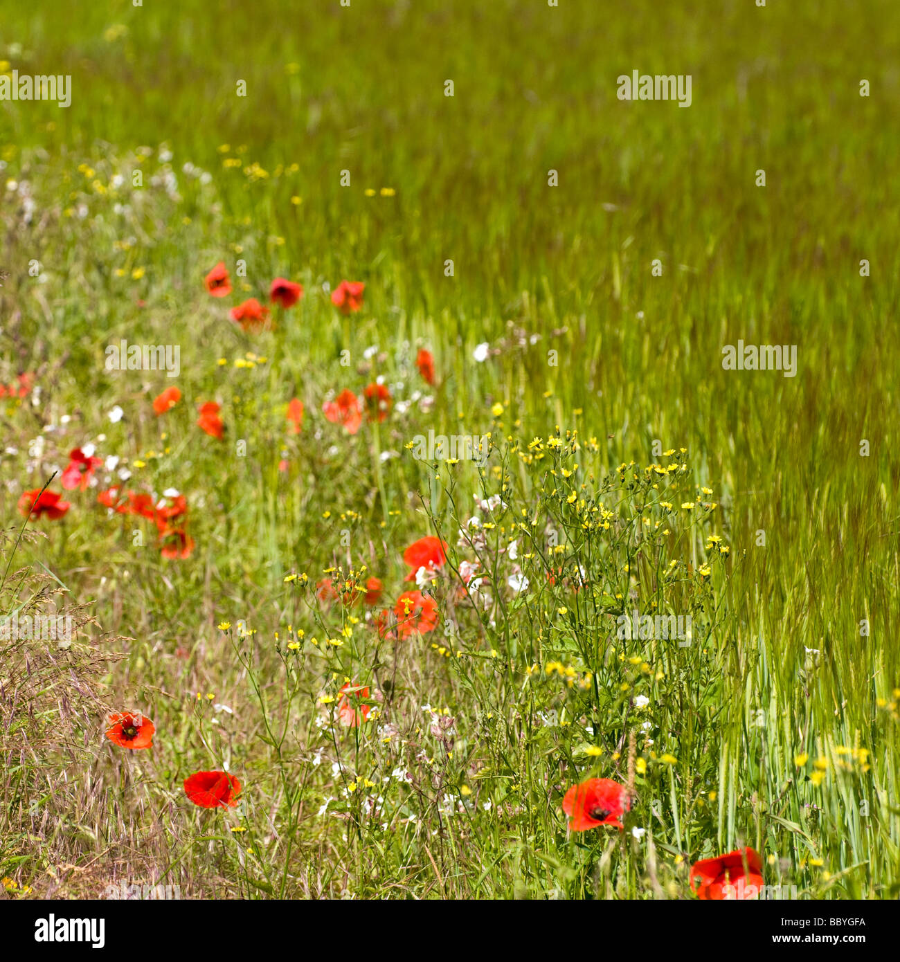 Wild flowers growing in a wheat field Stock Photo - Alamy