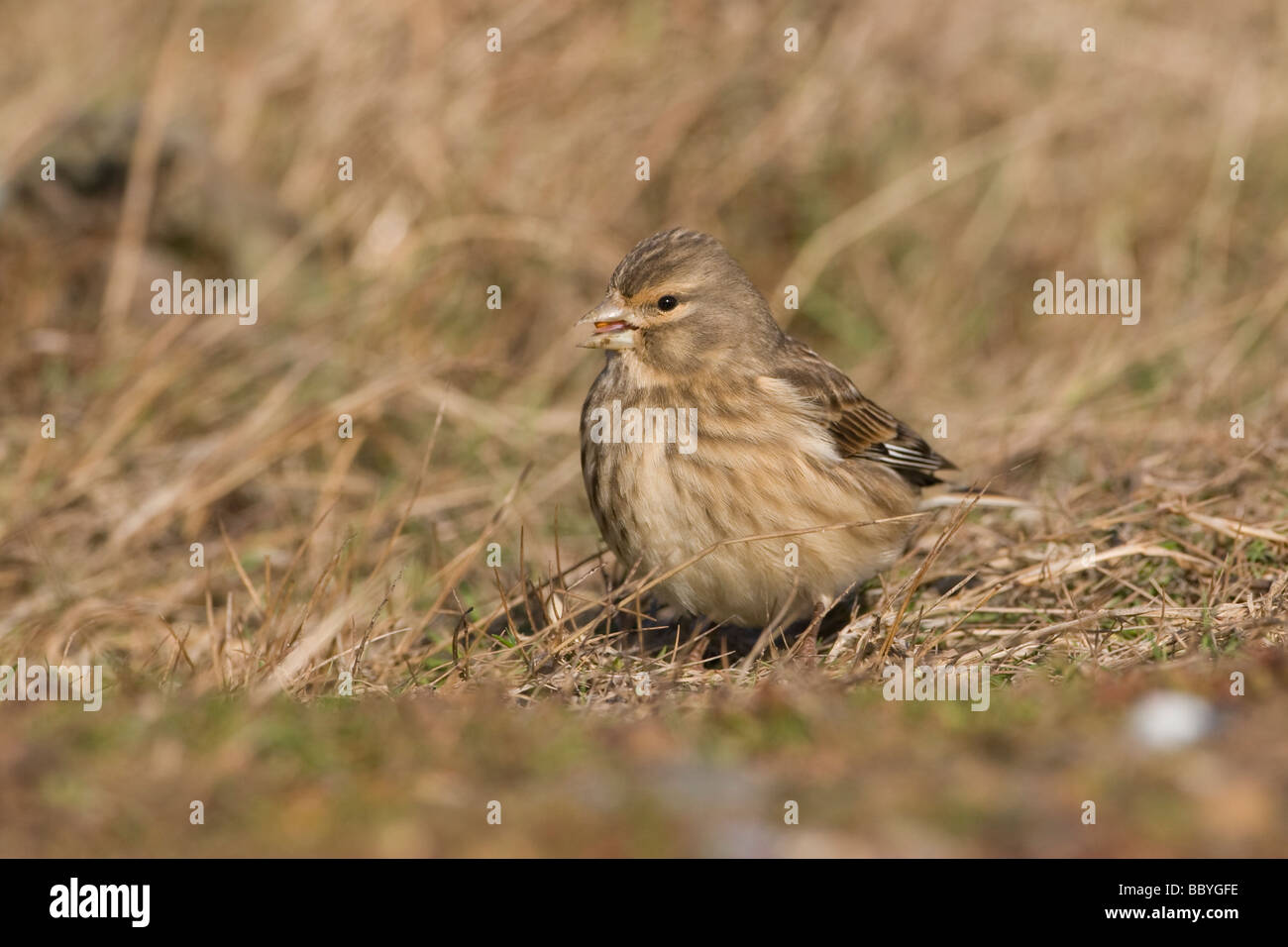 Linnet bird feeder hi-res stock photography and images - Alamy