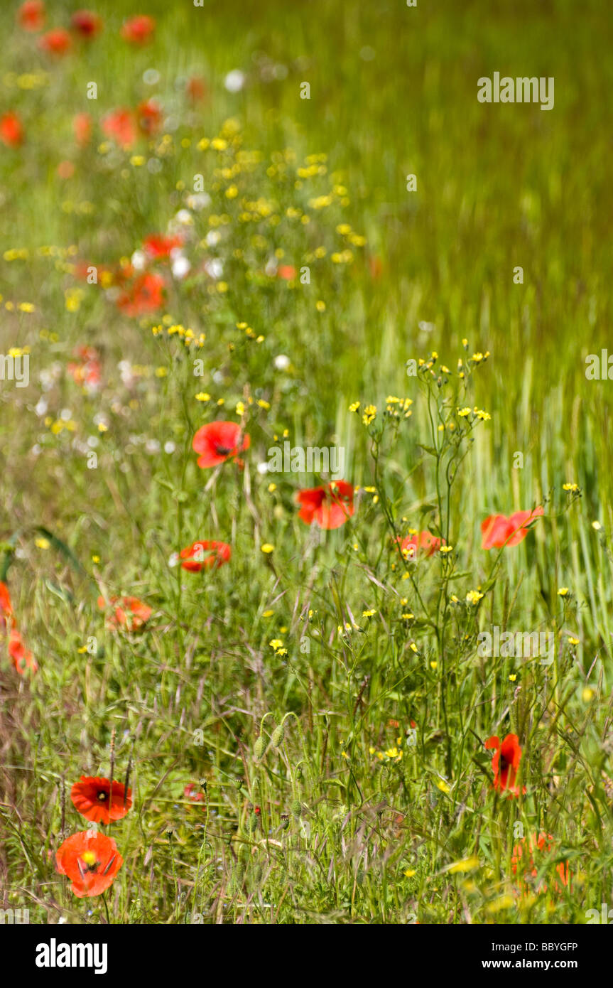 Wild flowers growing in a wheat field Stock Photo - Alamy