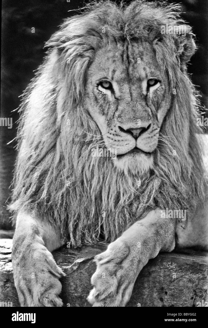 Beast power Black and White Stock Photos & Images - Alamy