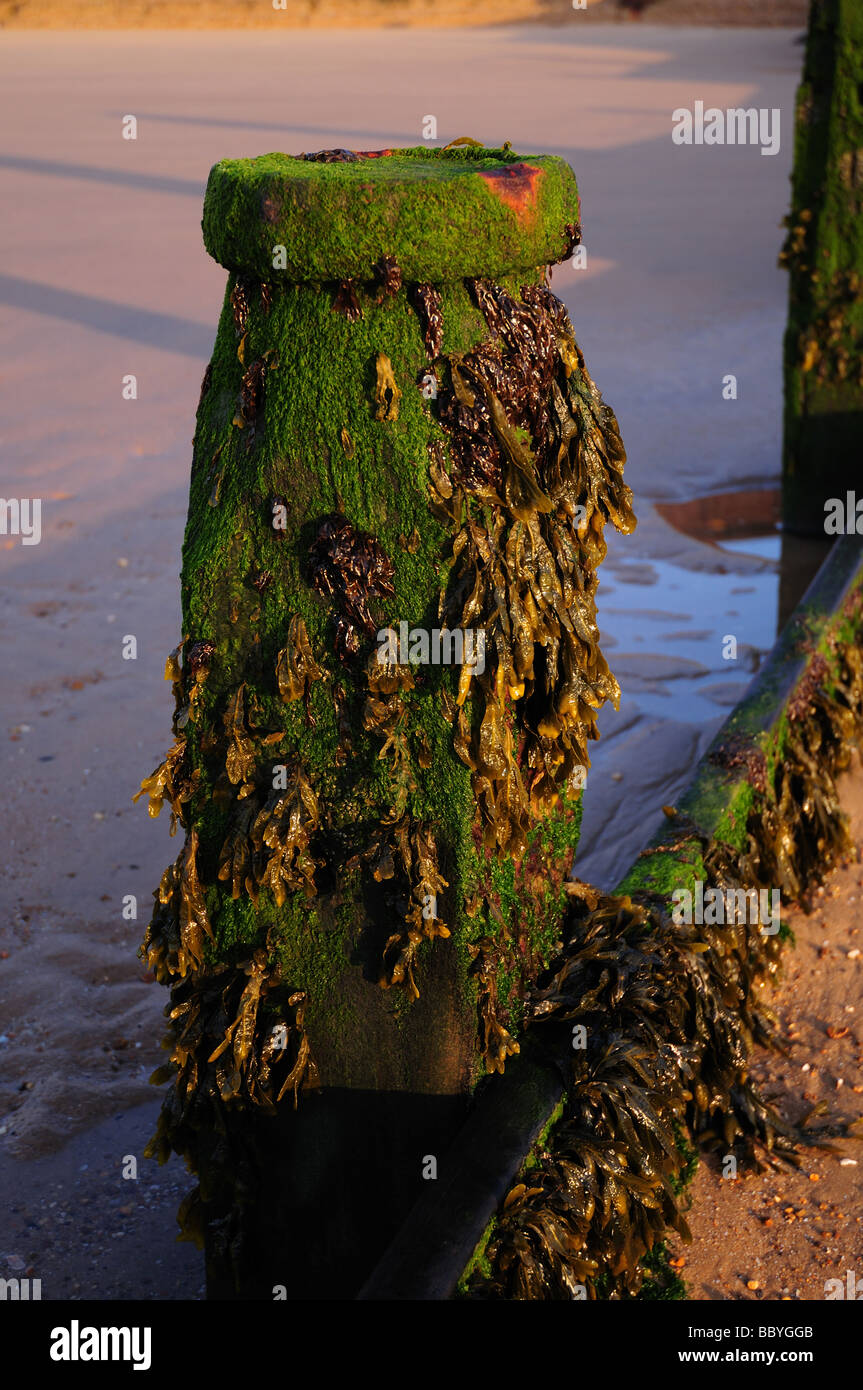 Seaweed on groynes hi-res stock photography and images - Alamy
