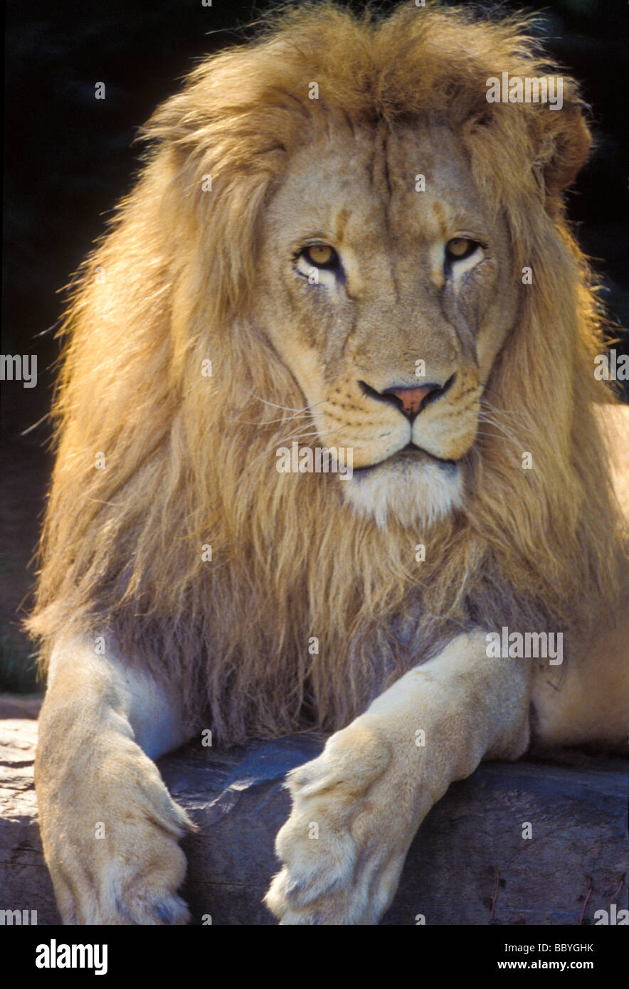 male lion resting Stock Photo - Alamy