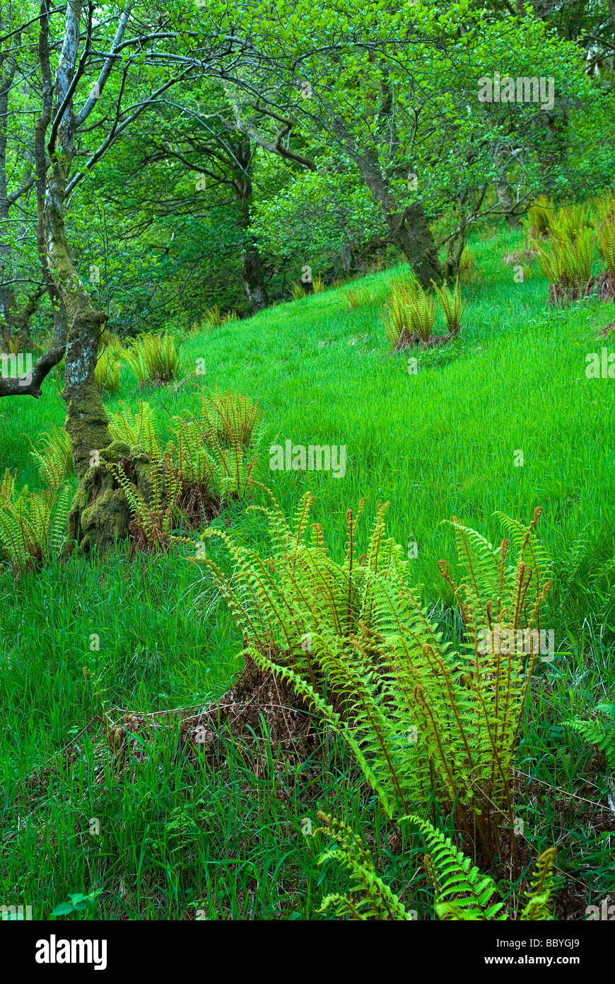 Forest in Glen Coe Scotland Stock Photo - Alamy