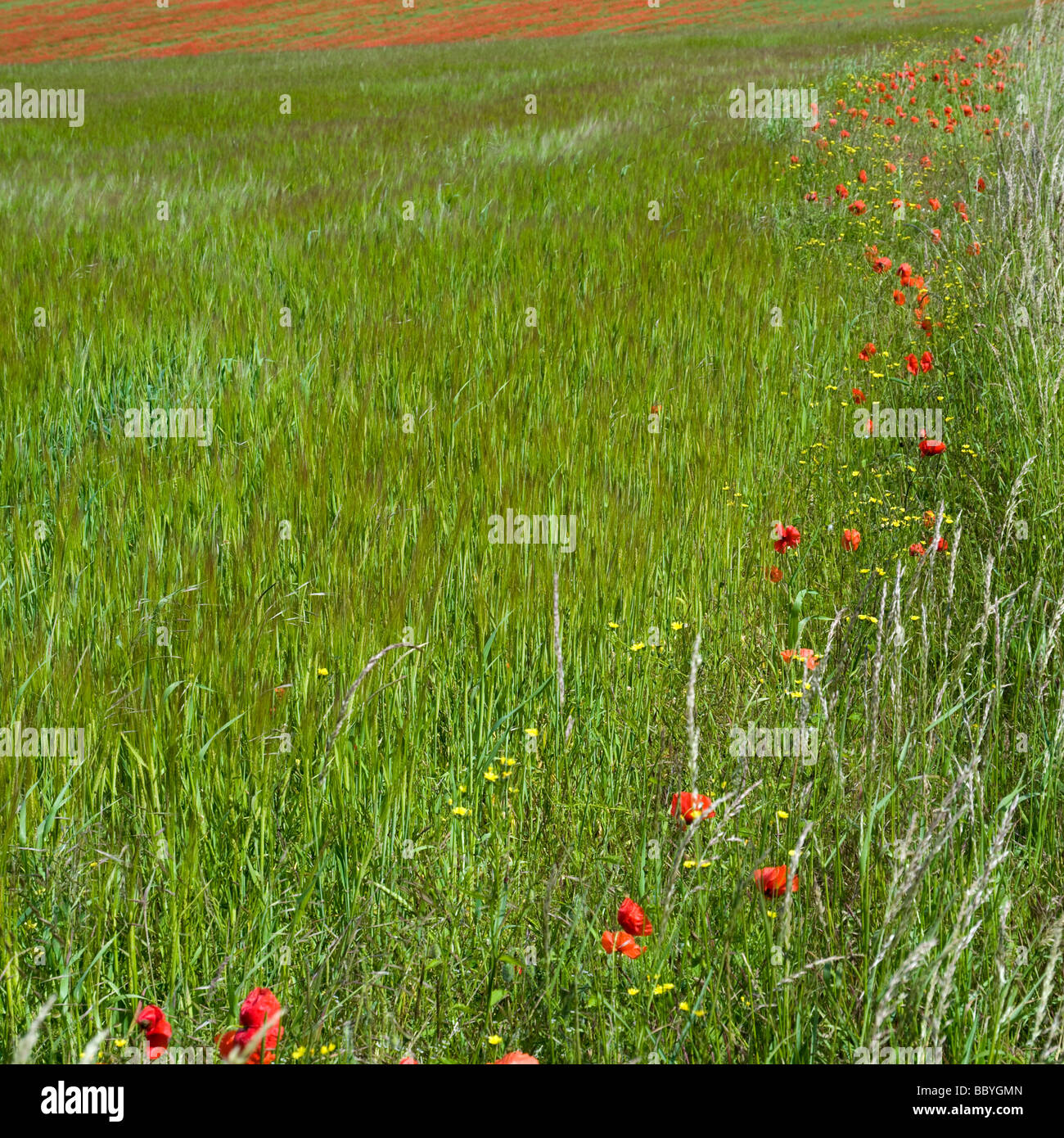 Wild flowers field hi-res stock photography and images - Alamy