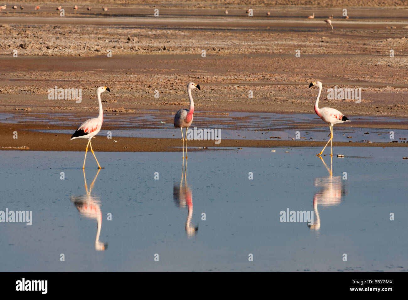 Andean Flamingo in a Salt Lake of the Atacama Desert, Chile Stock Photo ...