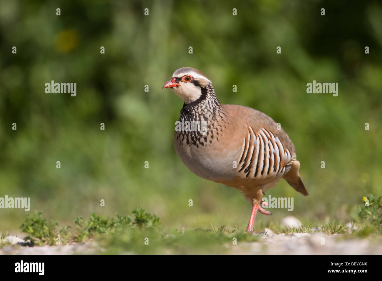 Red Legged, Partridge, Alectoris rufa Stock Photo - Alamy