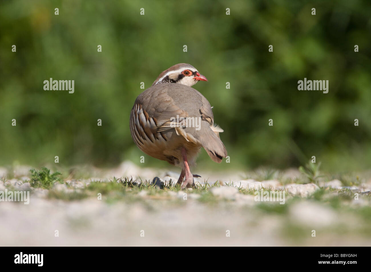 Red legged partridge walking hi-res stock photography and images - Alamy