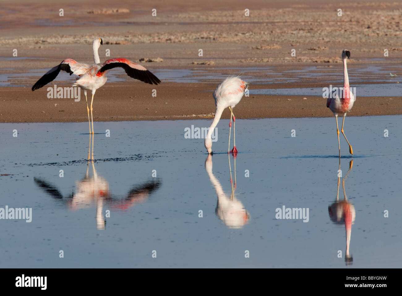 Andean Flamingo in a Salt Lake of the Atacama Desert, Chile Stock Photo ...