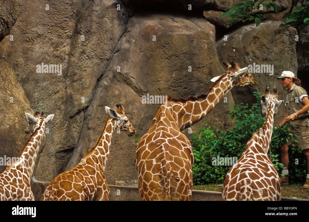 Zoo keeper feeds family of four giraffes Stock Photo - Alamy