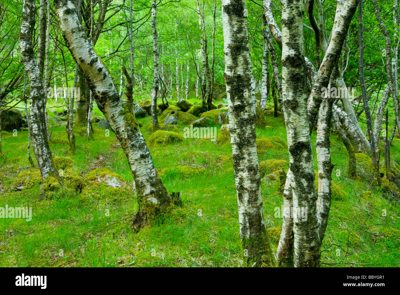 Birch trees Glen Nevis Scotland Stock Photo - Alamy