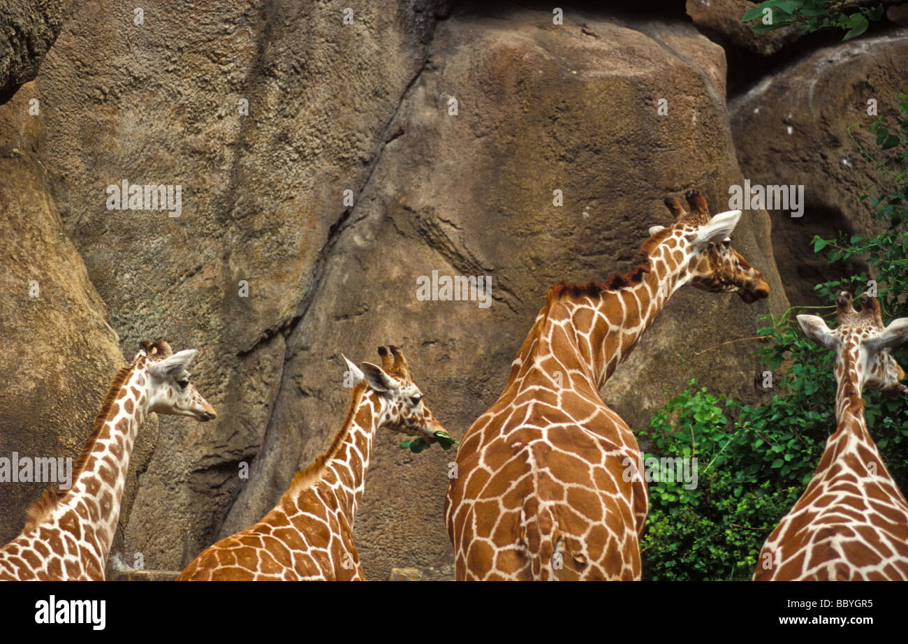 Familyof four giraffes Stock Photo - Alamy