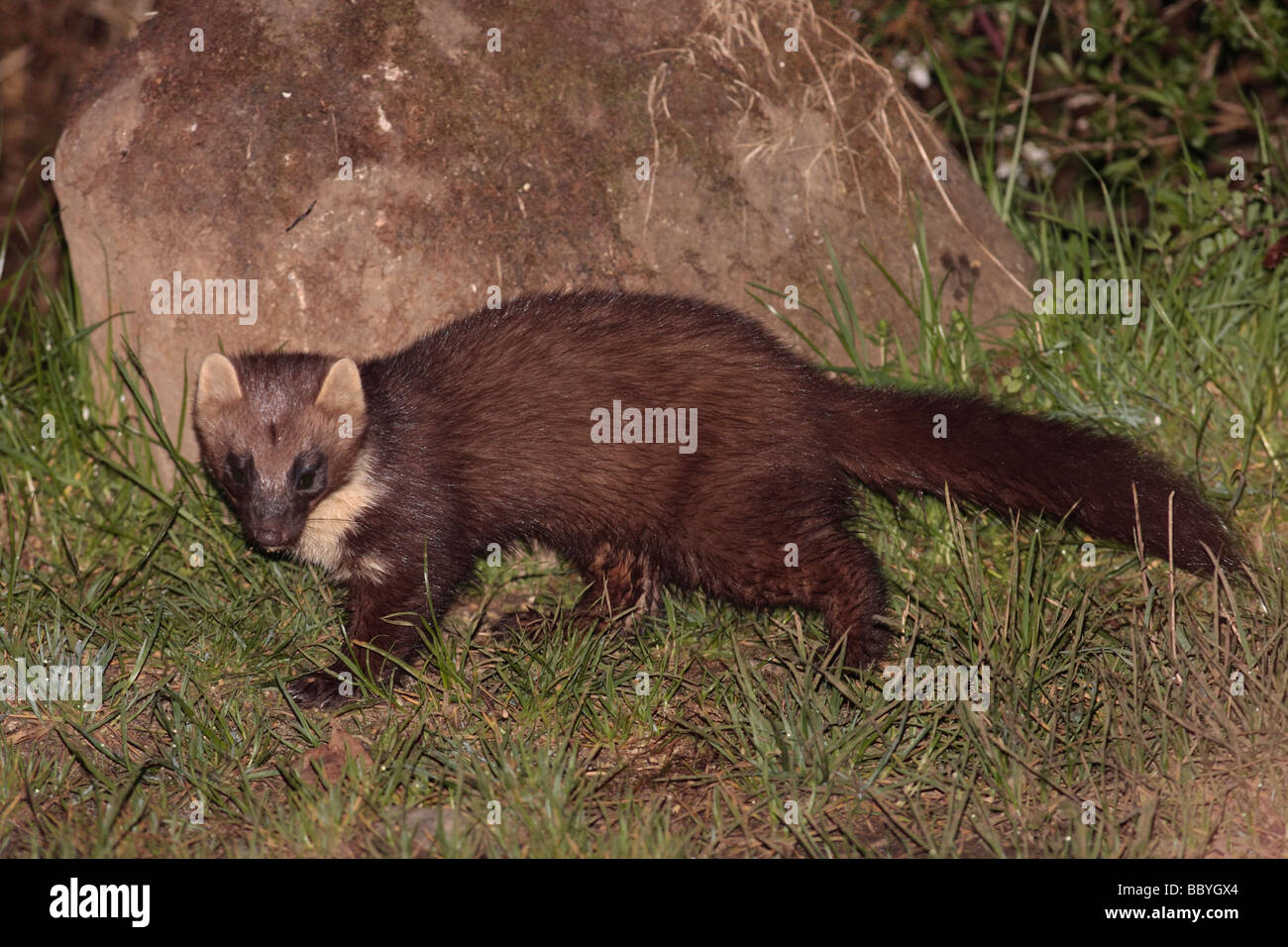 Woodland predators hi-res stock photography and images - Alamy