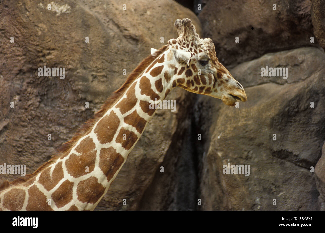 Domesticated giraffe hi-res stock photography and images - Alamy