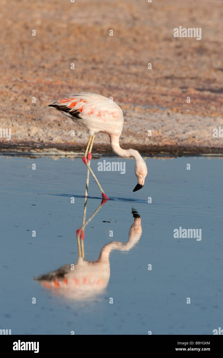 Andean Flamingo in a Salt Lake of the Atacama Desert, Chile Stock Photo ...