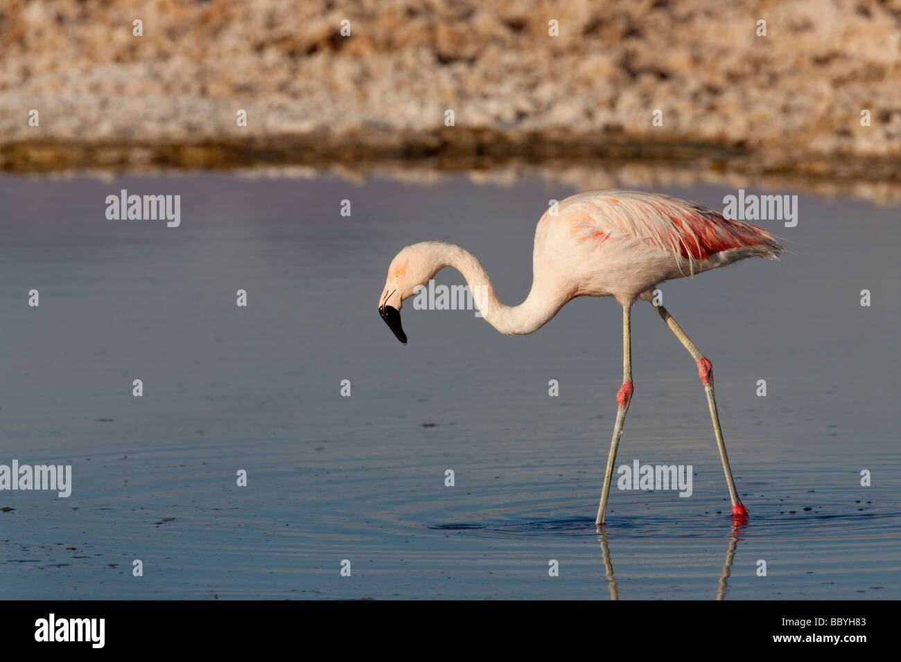 Atacama chilean desert hi-res stock photography and images - Alamy