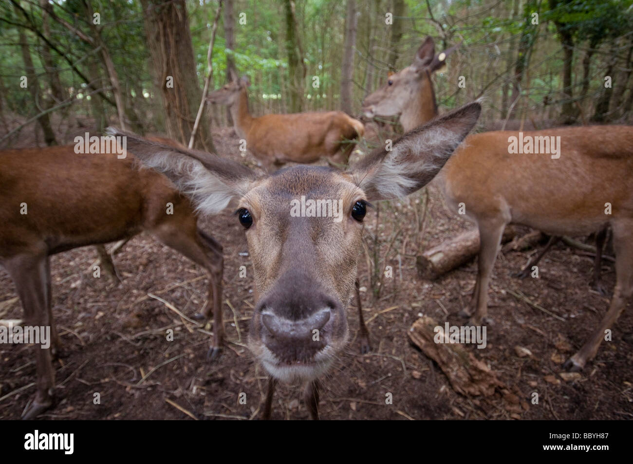Deer in woodland hi-res stock photography and images - Alamy