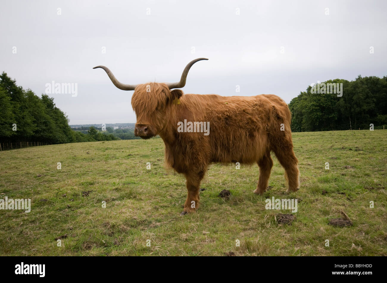 Highland Cattle in field england uk mating with cow Stock Photo - Alamy