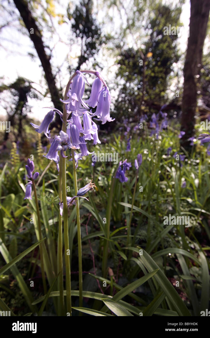 Balanced fill flash hi-res stock photography and images - Alamy