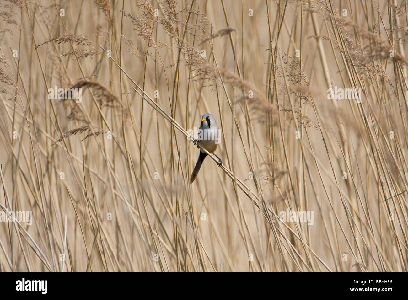 Bearded Reedling, Panurus biarmicus Stock Photo - Alamy