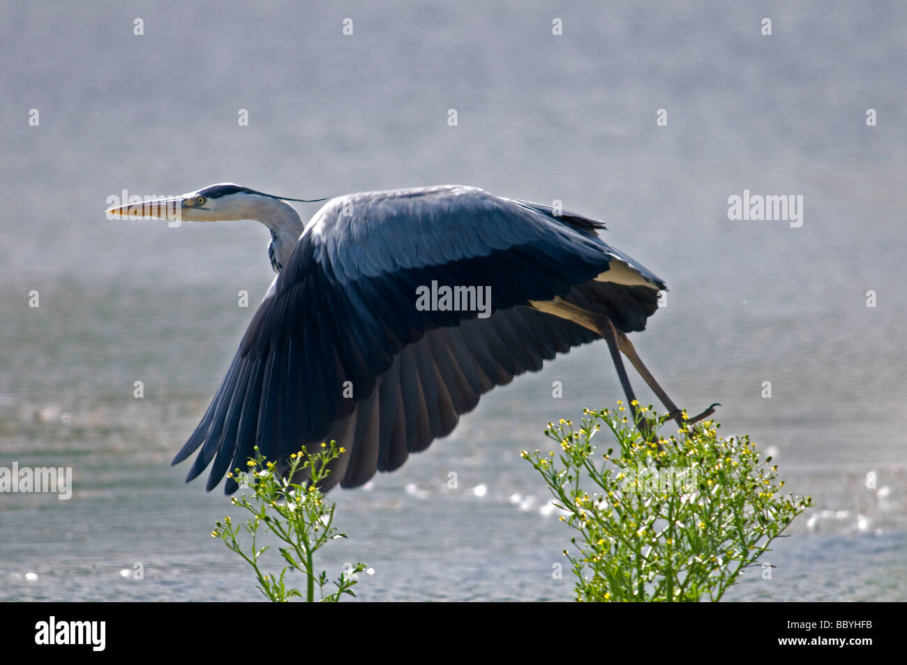 grey heron taking flight Stock Photo - Alamy