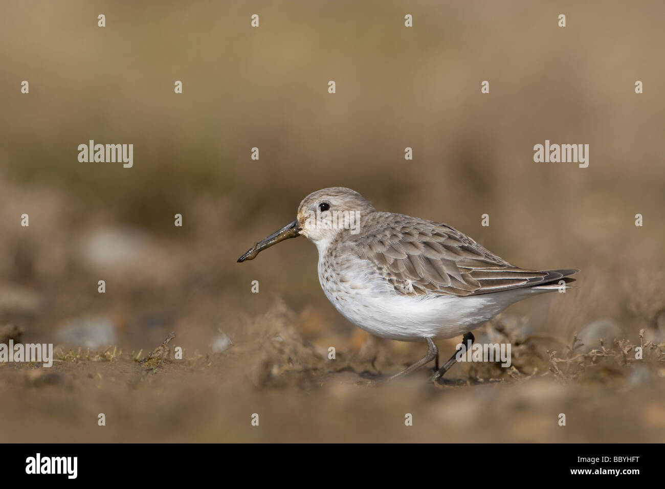 Dunlin, Calidris alpina, Norfolk, UK Stock Photo - Alamy