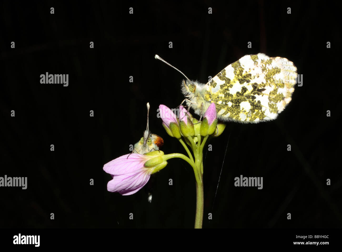 Orange Tip Butterfly Stock Photo - Alamy