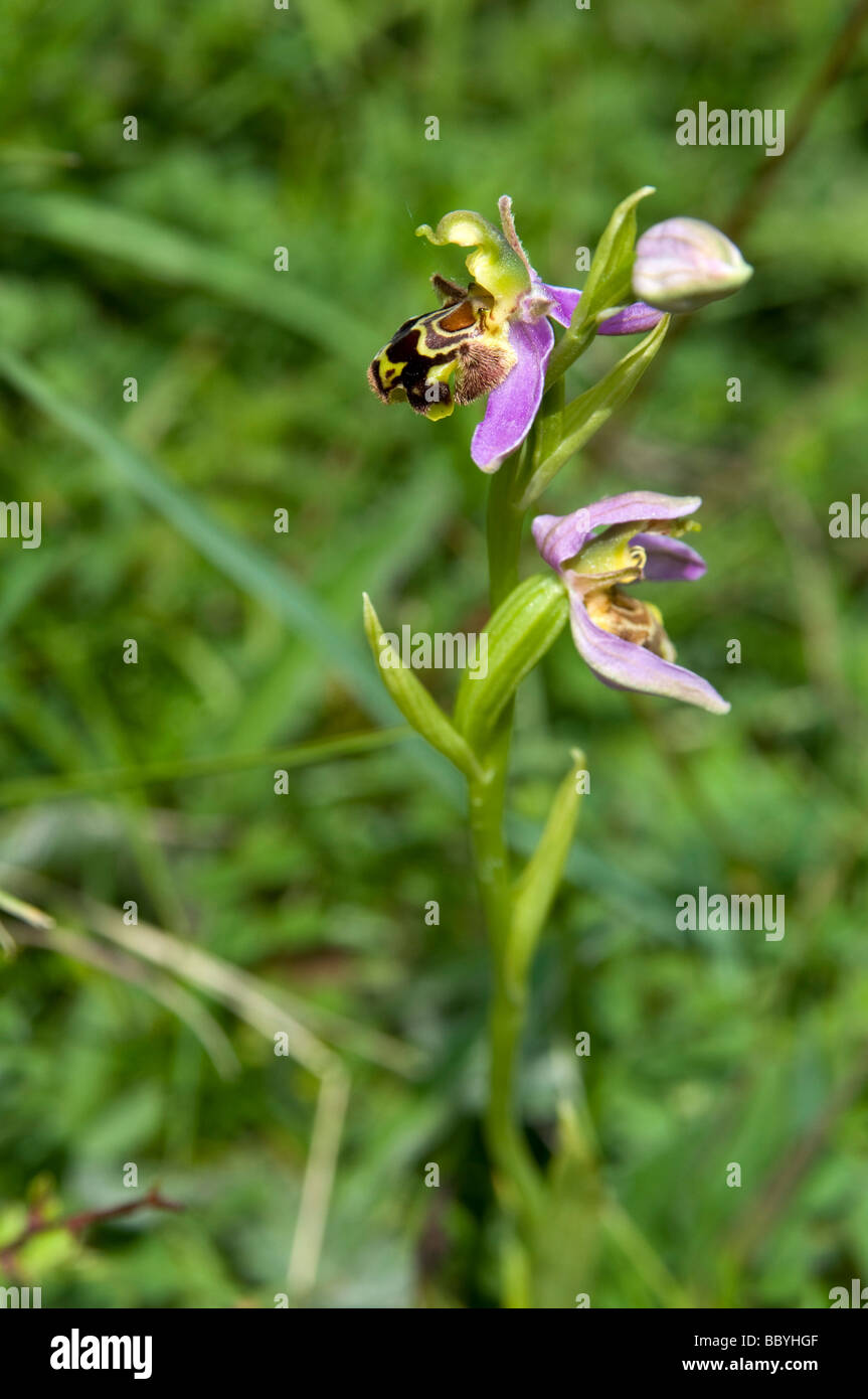 Bee Orchid Ophrys apifera Stock Photo - Alamy