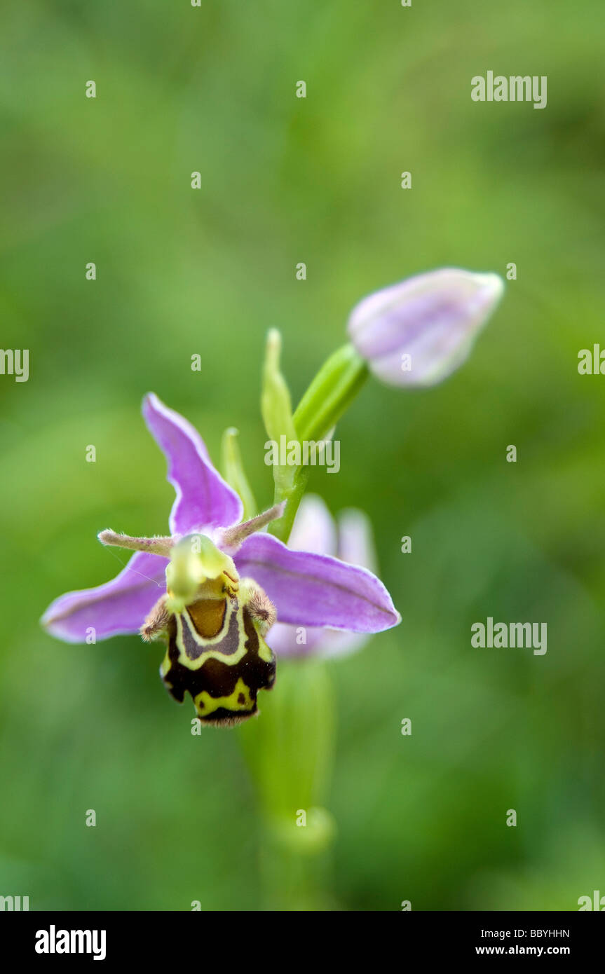 Bee Orchid Ophrys apifera Stock Photo - Alamy