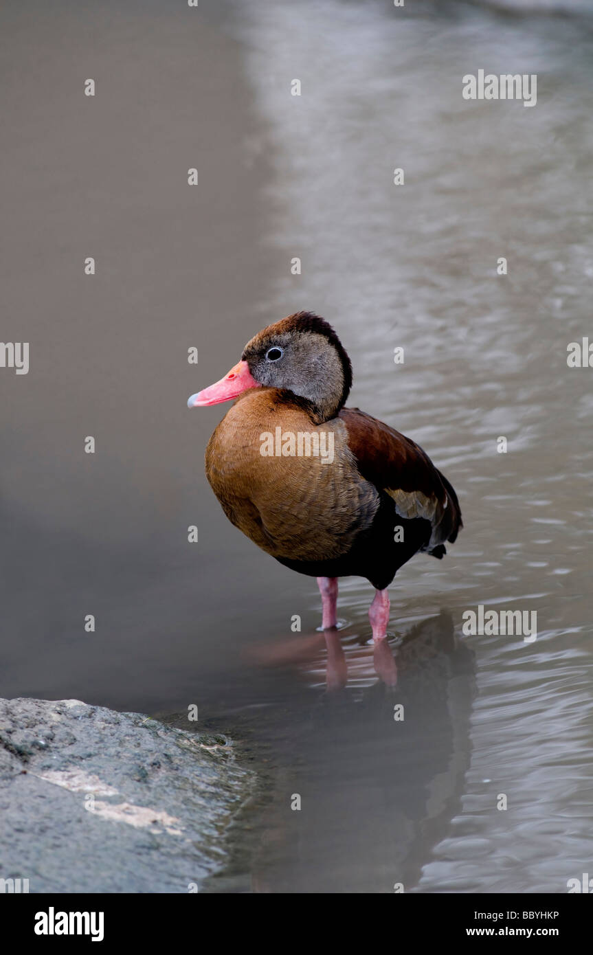 Red Beak Duck High Resolution Stock Photography and Images - Alamy