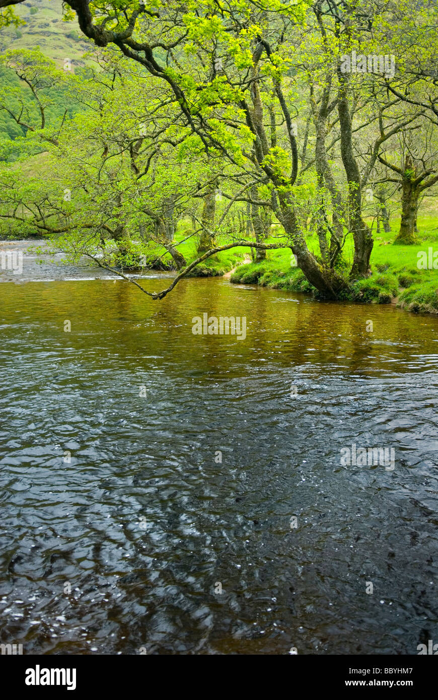 Birch trees along the River Nevis Glen Nevis Scotland Stock Photo - Alamy
