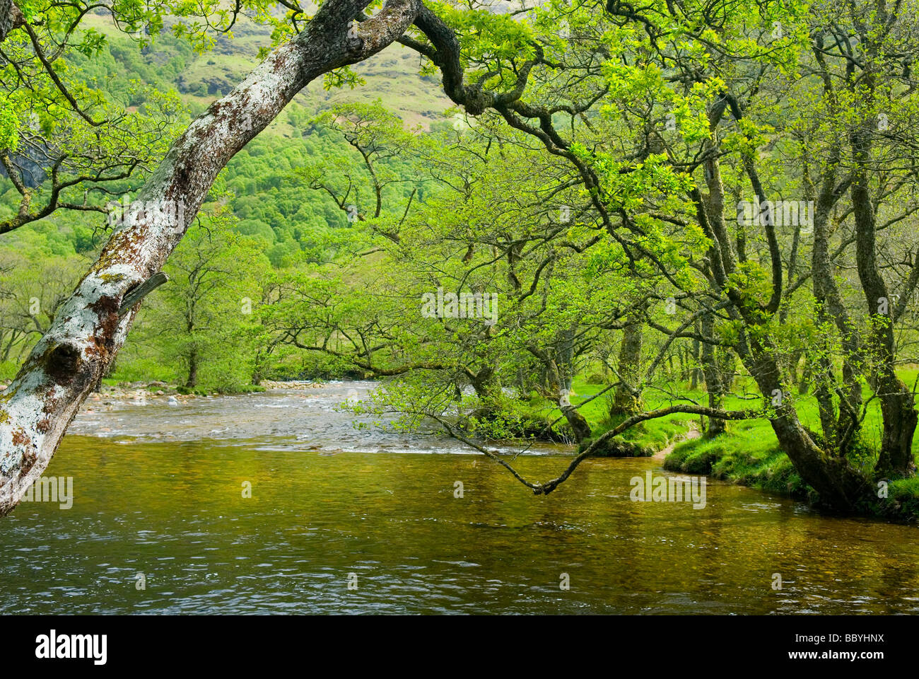 Birch trees along the River Nevis Glen Nevis Scotland Stock Photo - Alamy