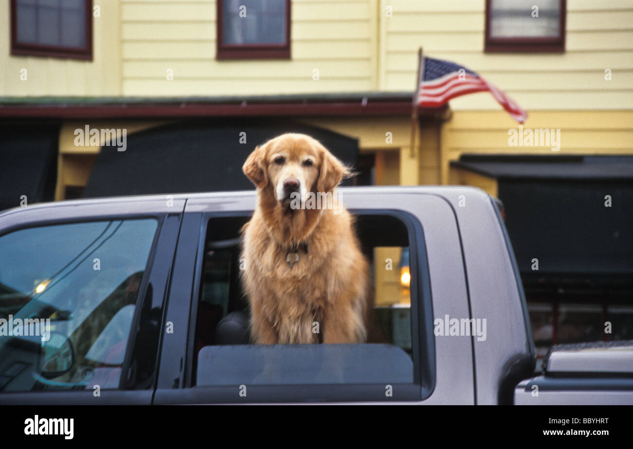 Labrador in pickup truck Stock Photo - Alamy