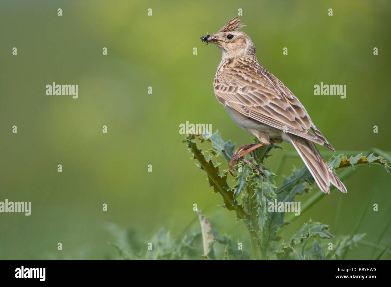 Skylark, Alauda arvensis Stock Photo - Alamy