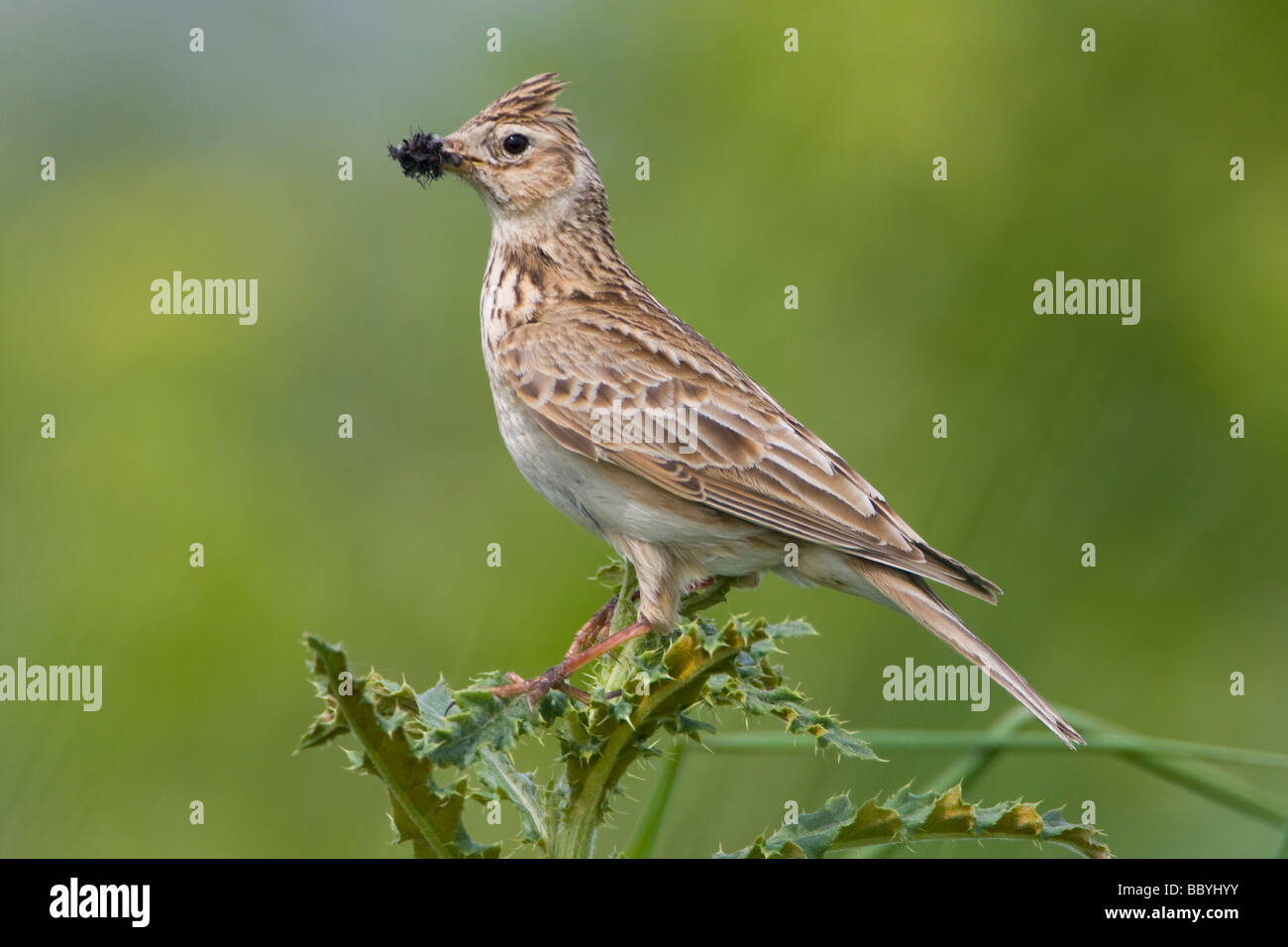 Skylark, Alauda arvensis Stock Photo - Alamy