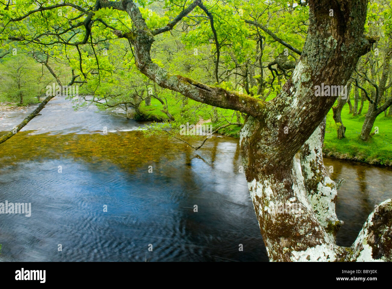 Birch trees along the River Nevis Glen Nevis Scotland Stock Photo - Alamy