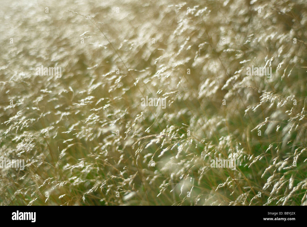 Seed grass patch hi-res stock photography and images - Alamy