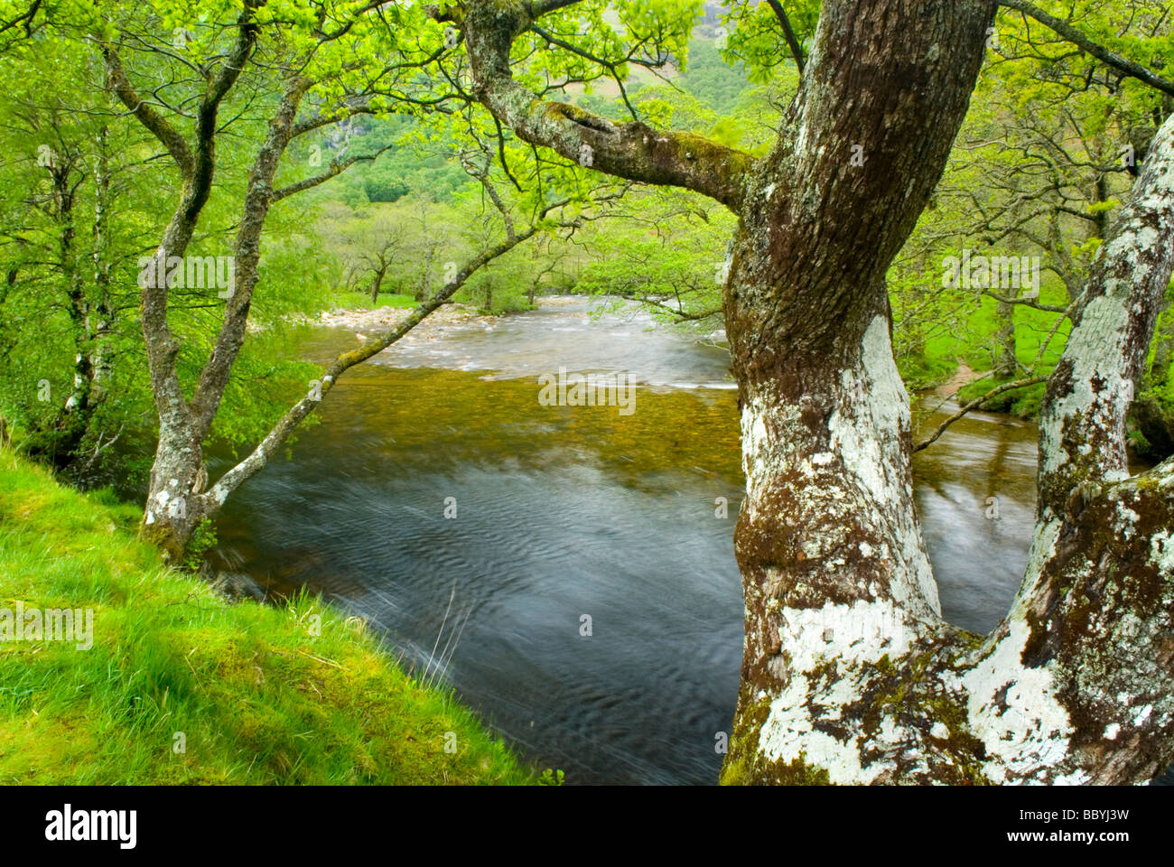 Birch trees along the River Nevis Glen Nevis Scotland Stock Photo - Alamy