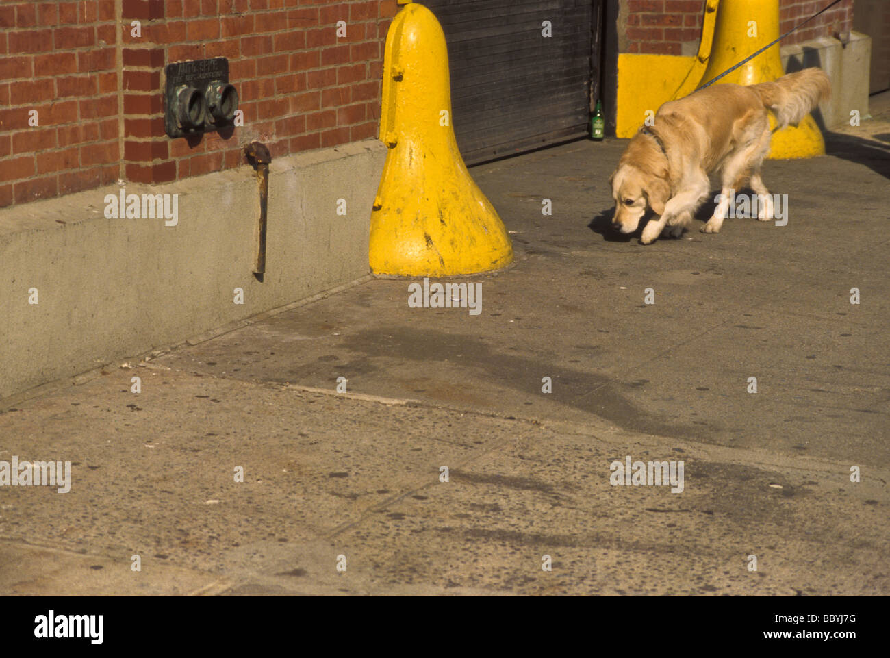 Dog sniffs out fire hydrant Stock Photo - Alamy