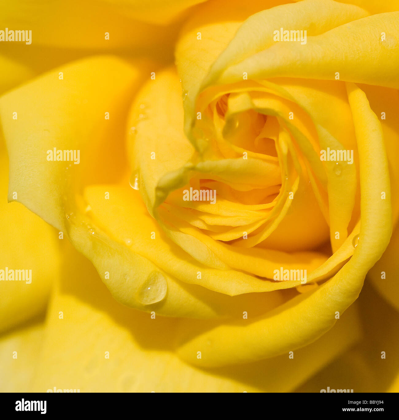 Furled rose hi-res stock photography and images - Alamy
