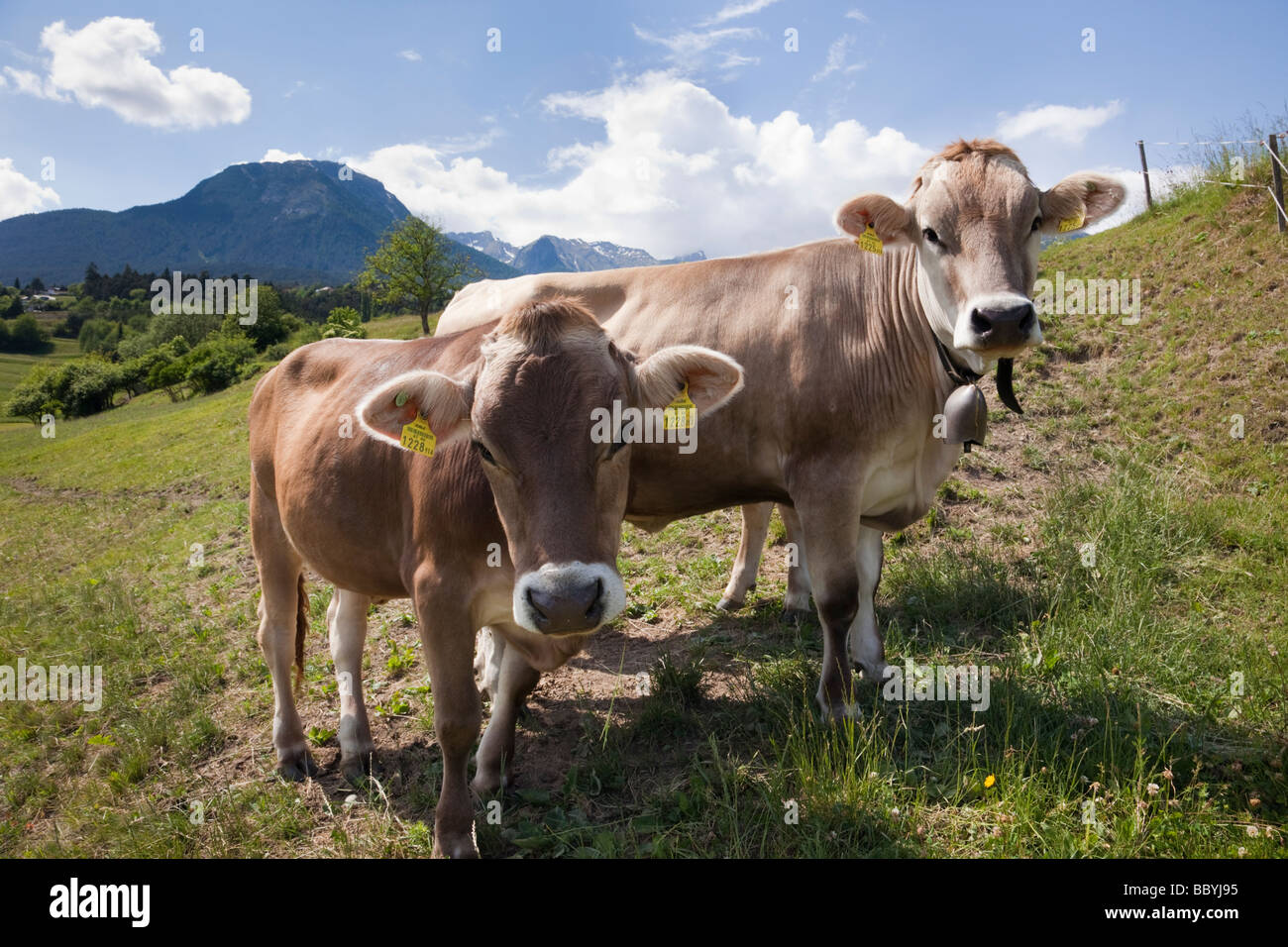 Austrian cows hi-res stock photography and images - Alamy
